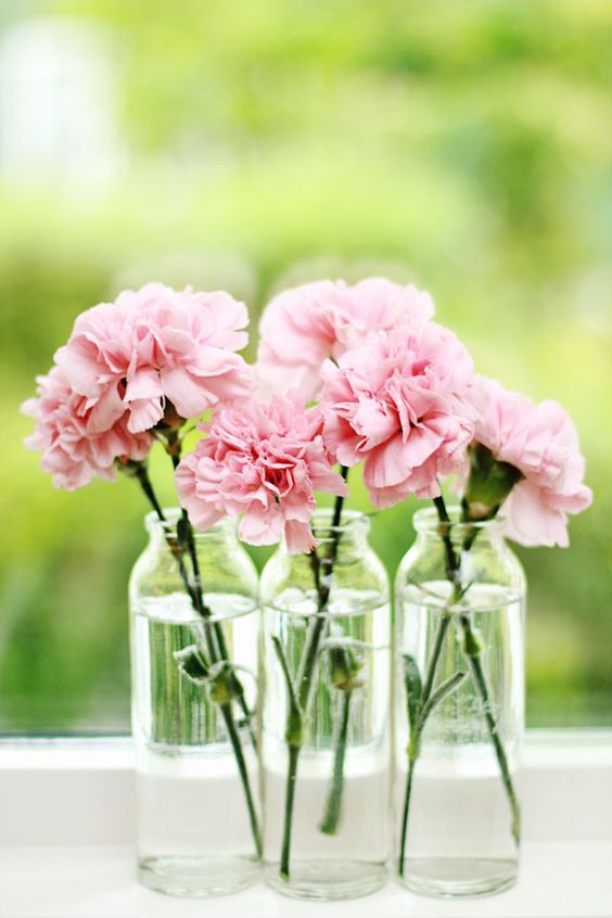 Cravo Flor → do craveiro - Como Cuidar | Blog das Flores