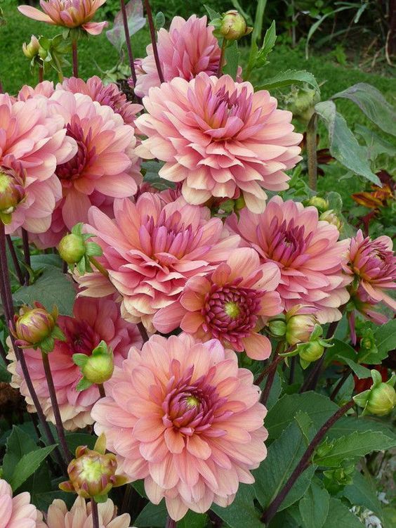 Dália (Dahlia) - Família Asteraceae | Blog das Flores