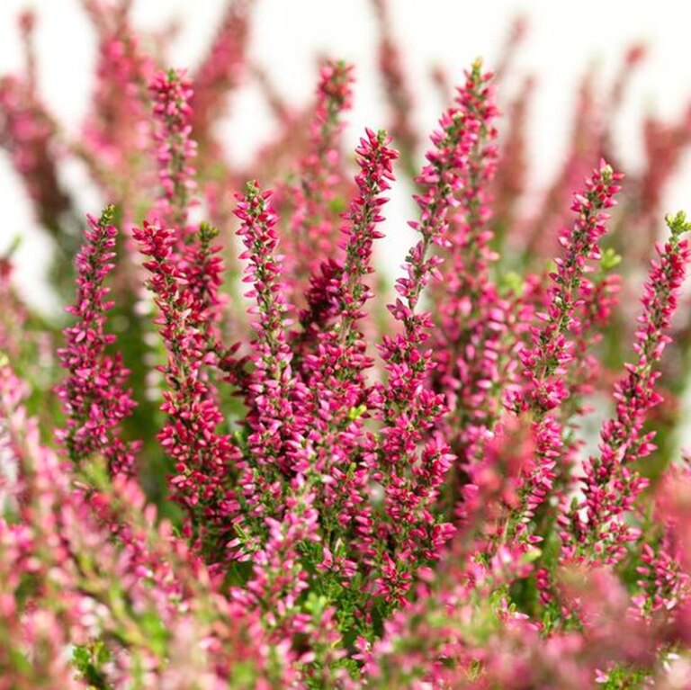 Éricas - folhas são aromáticas e dão sabor ao chá | Blog das Flores