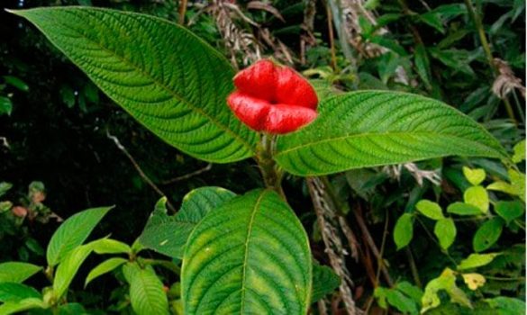 Flor do beijo (Psychotria elata) - Família Rubiace | Blog das Flores