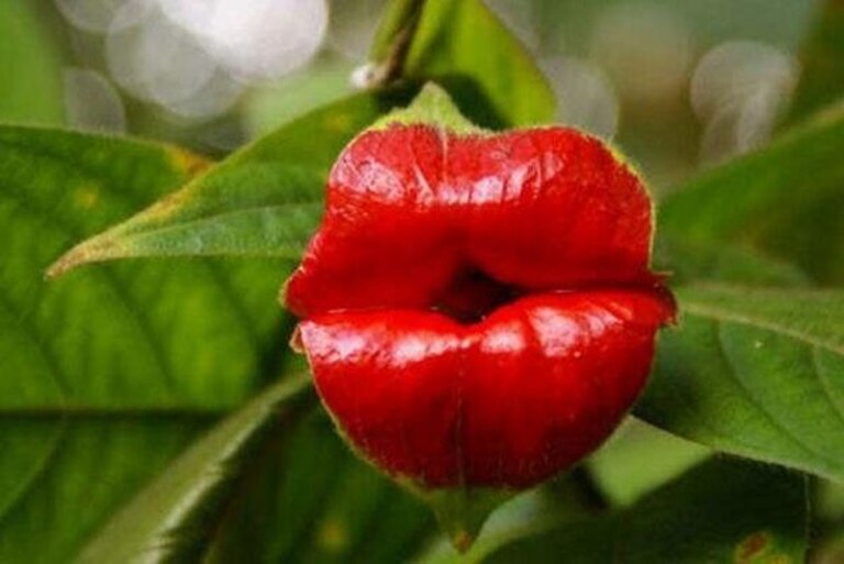 Flor do beijo (Psychotria elata) - Família Rubiace | Blog das Flores