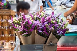 Papoila - Significado e Como Cultivar | Blog das Flores