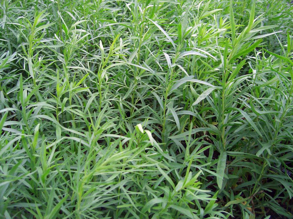 Estragão: O Tempero Versátil da Cozinha Gourmet | Blog das Flores