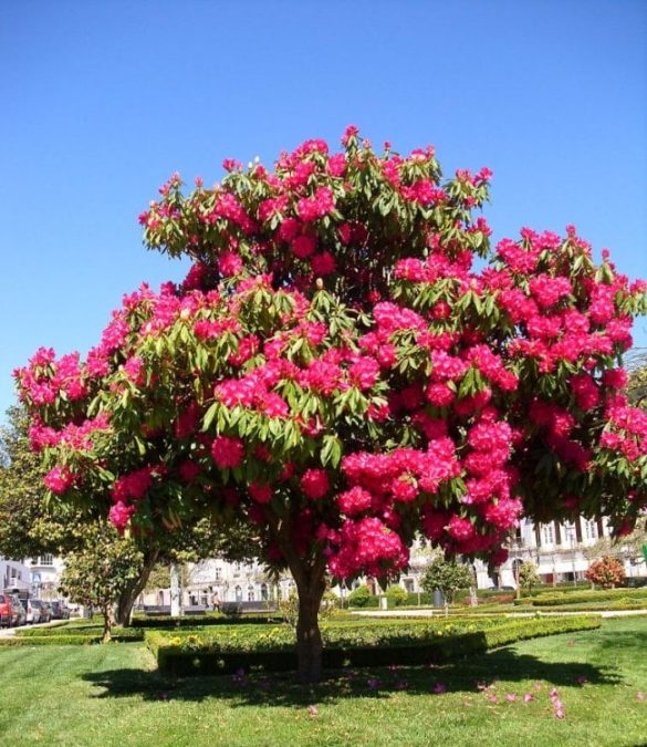 Rododendro: A Majestosa Flor de Jardins Exuberantes