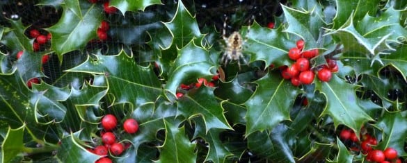 Azevinho pode viver 100 anos ou mais | Blog das Flores