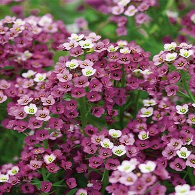 Flor de Mel (Álisso) - Família Brassicacea | Blog das Flores