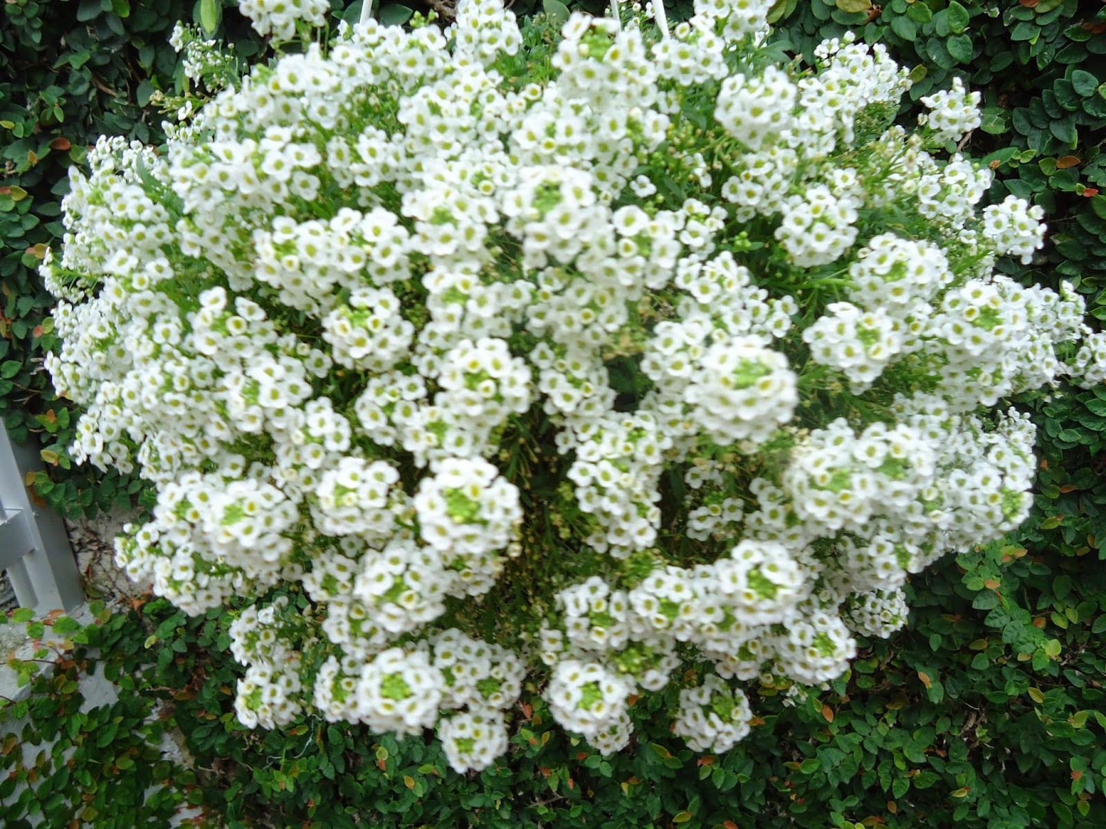 Flor de Mel (Álisso) - Família Brassicacea | Blog das Flores