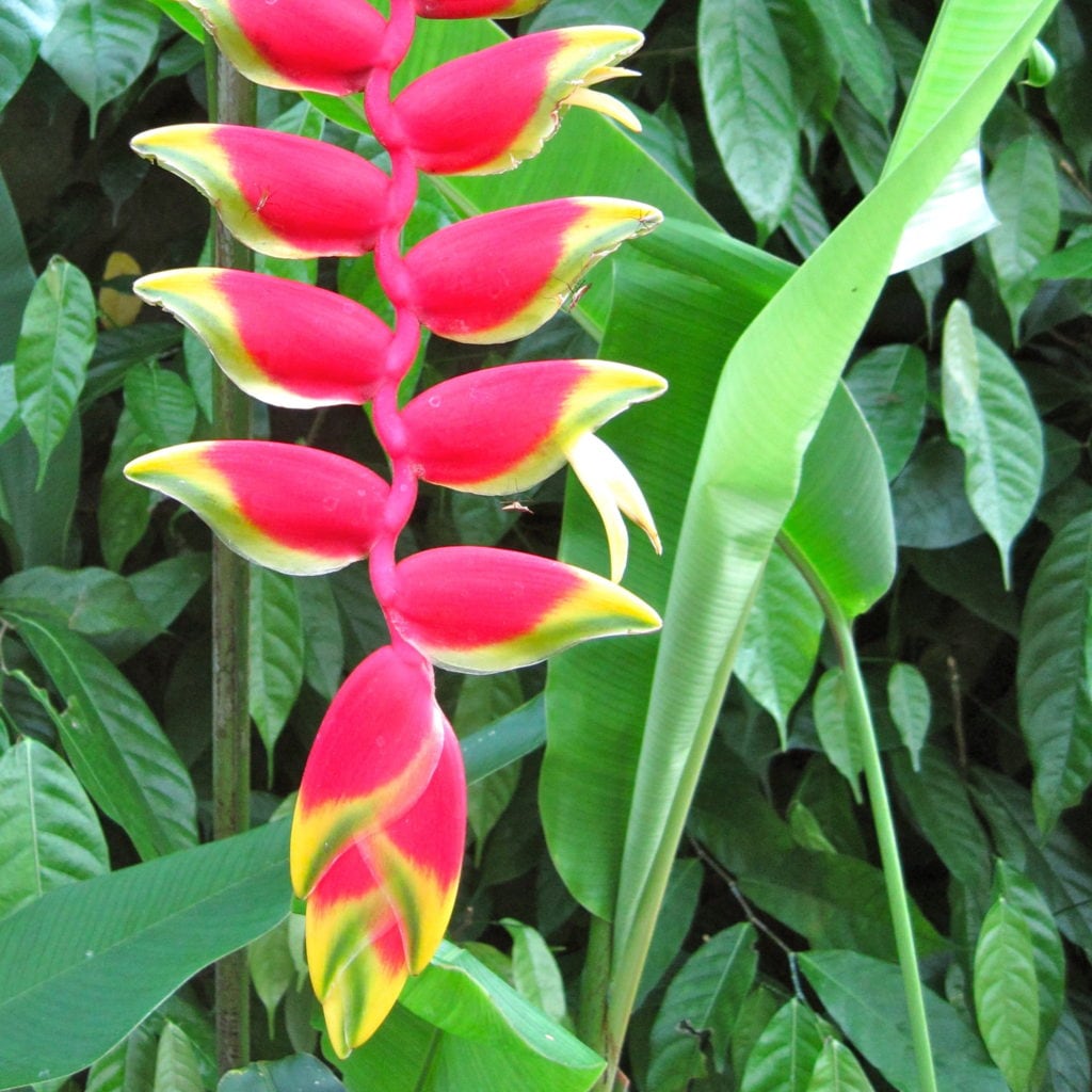 Heliconia - Heliconia rostrata (Família Heliconiaceae)