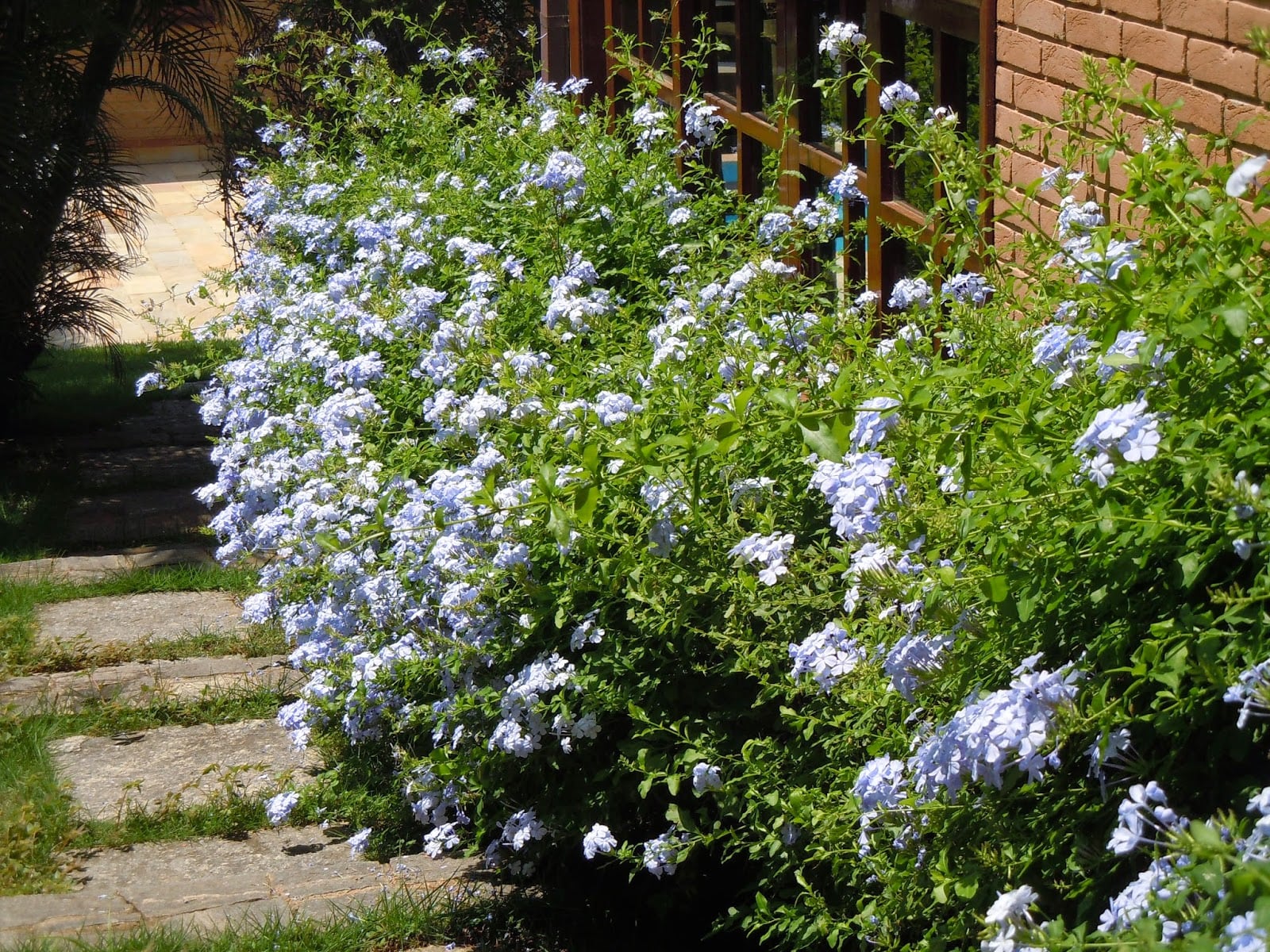 Bela Emilia - Plumbaginaceae - plumbago é o nome científico