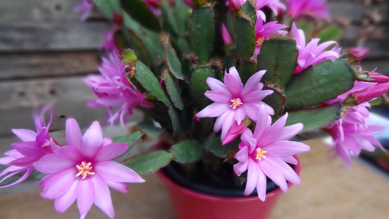 Flor-de-Outubro - Hatiora rosea (manter em local arejado e bem iluminado)
