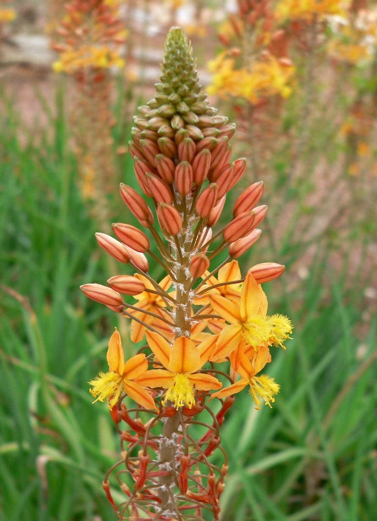 Bulbine frutescens - Família Asphodelaceae | Blog das Flores