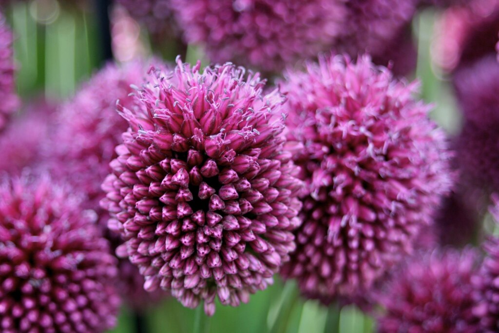 Cebolinha-francesa (Allium schoenoprasum) | Blog das Flores