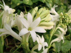 Angélica - Polianthes tuberosa: A Flor Perfumada que Encanta os ...