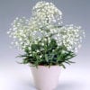 Mosquitinho ou Gypsophila Paniculata | Blog das Flores