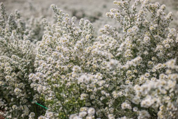 Mosquitinho ou Gypsophila Paniculata | Blog das Flores