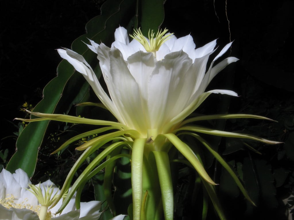 Rainha-da-noite ou dama da noite – Hylocereus undatus | Blog das Flores