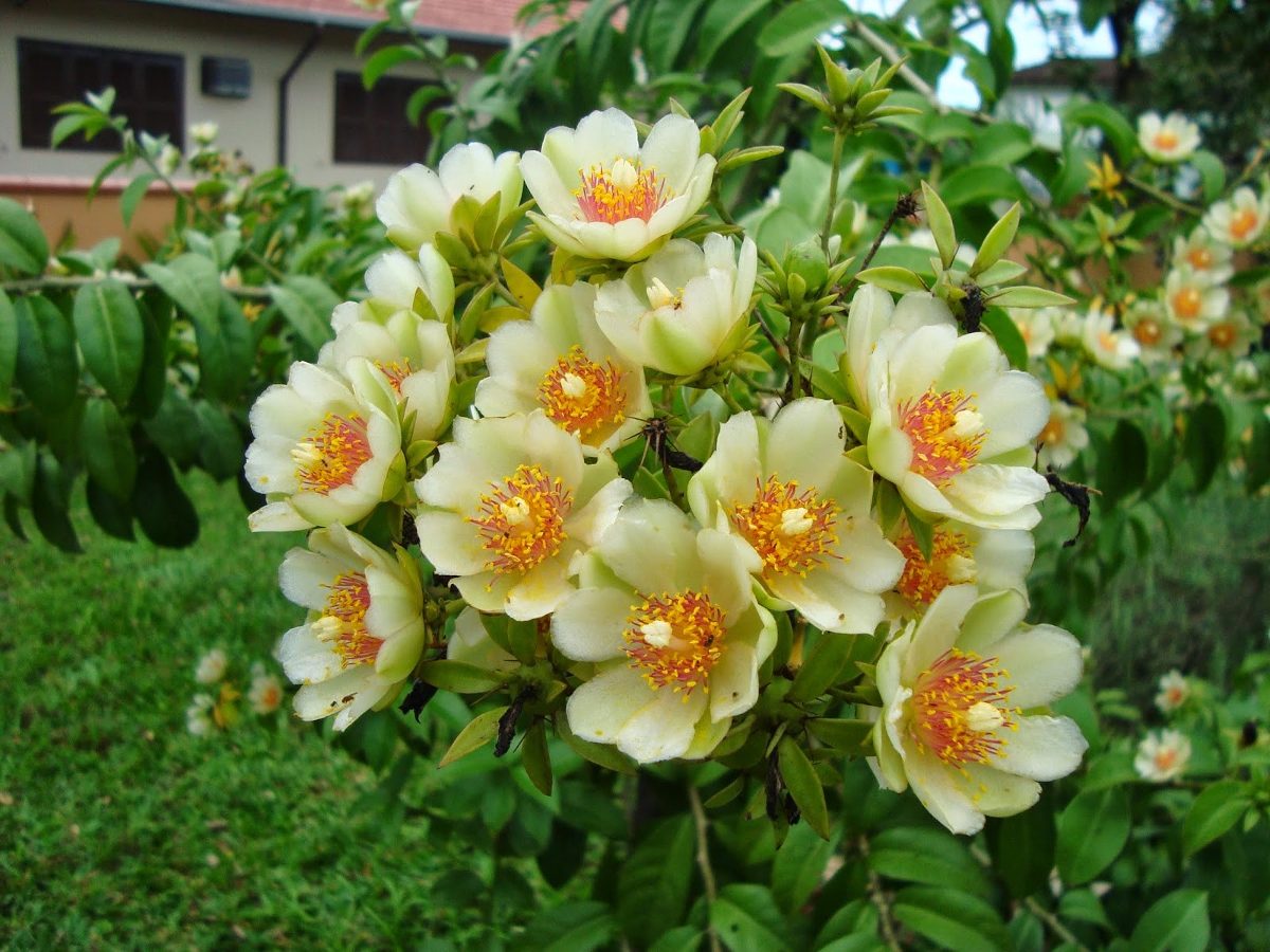 Ora-pro-nobis – Pereskia aculeata | Blog das Flores