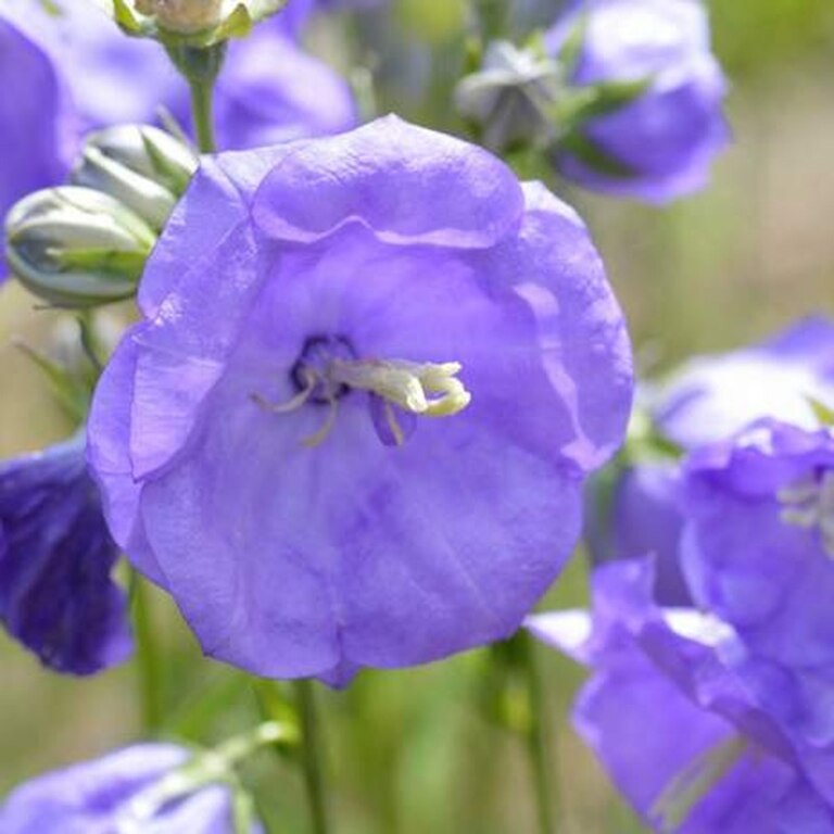 Campânula – Campanula persicifolia | Blog das Flores