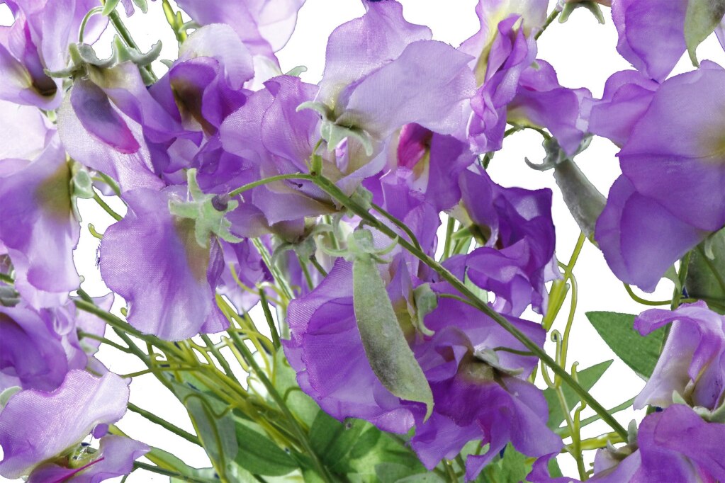 Ervilha-de-cheiro - Lathyrus odoratus | Blog das Flores