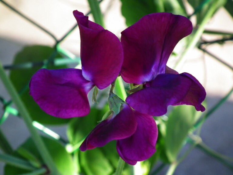 Ervilha-de-cheiro - Lathyrus odoratus | Blog das Flores