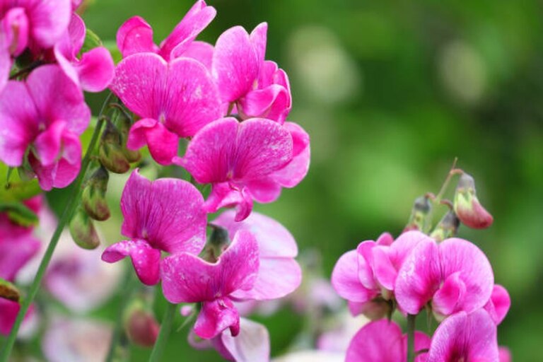 Ervilha-de-cheiro - Lathyrus odoratus | Blog das Flores