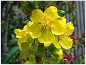 Ócna (Ochna serrulata) - popularmente conhecida por Mickey.
