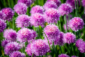 Cebolinha-francesa (Allium schoenoprasum) | Blog das Flores