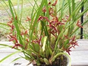 Maxilária-côco – Maxillaria tenuifolia (Orquídea-coco)