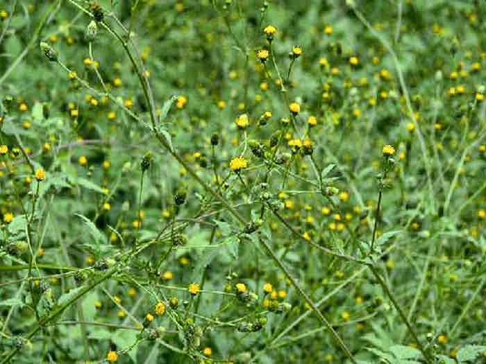 Picão-preto – Bidens pilosa - Família: Asteraceae | Blog Flores