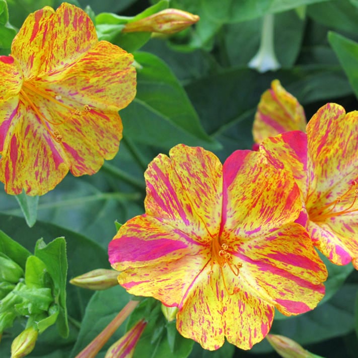 Maravilha – Mirabilis jalapa - Família: Nyctaginaceae