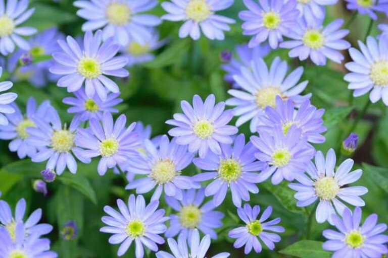 Como Plantar a Margarida Azul (Felícia amelloides) | Blog das Flores