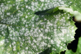 Principais doenças que aparecem nas plantas | Blog das Flores