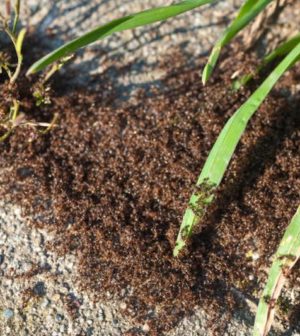 Papoila ou Papoula - Significado e Como Cultivar - Blog das Flores