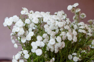 Mosquitinho ou Gypsophila Paniculata | Blog das Flores