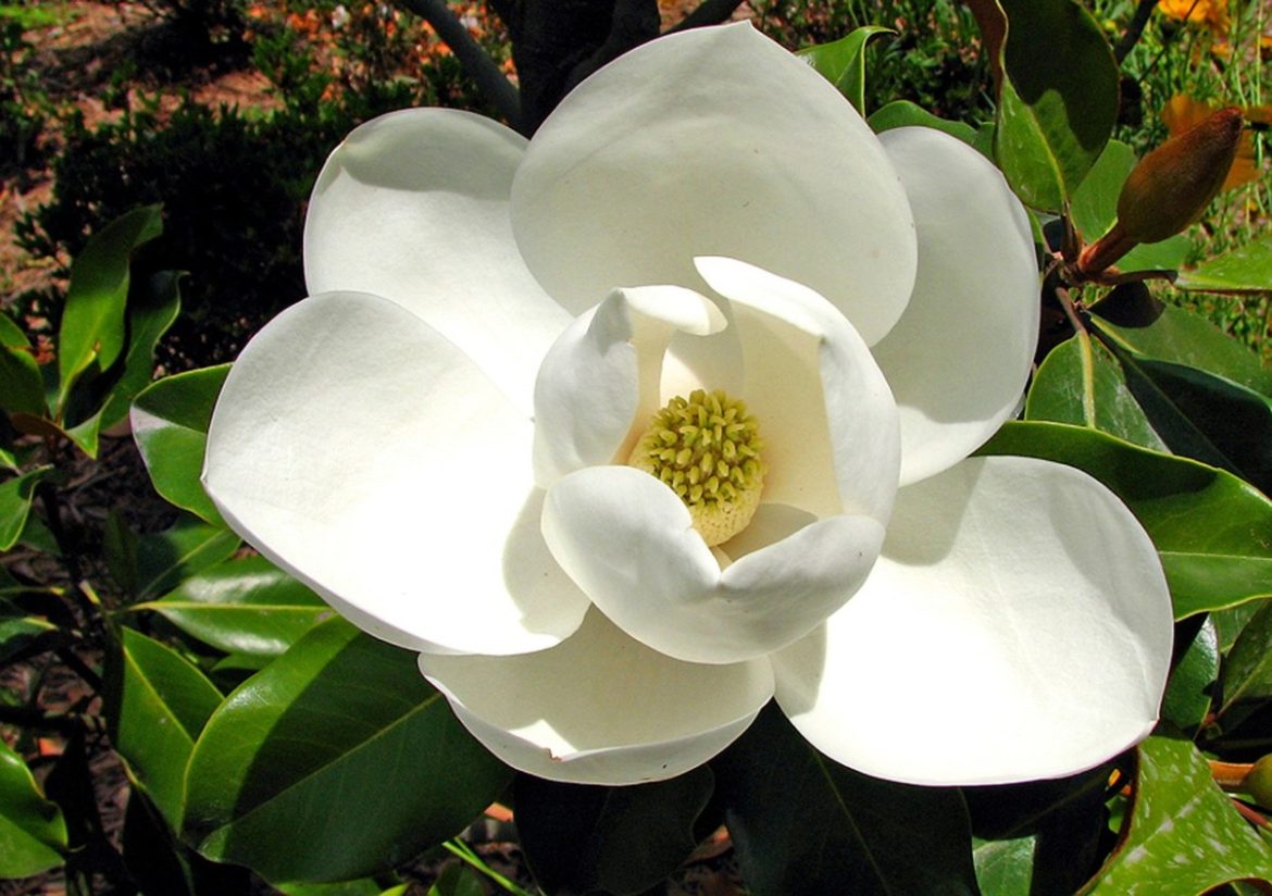 Magnólia-branca – Magnolia grandiflora | Blog das Flores
