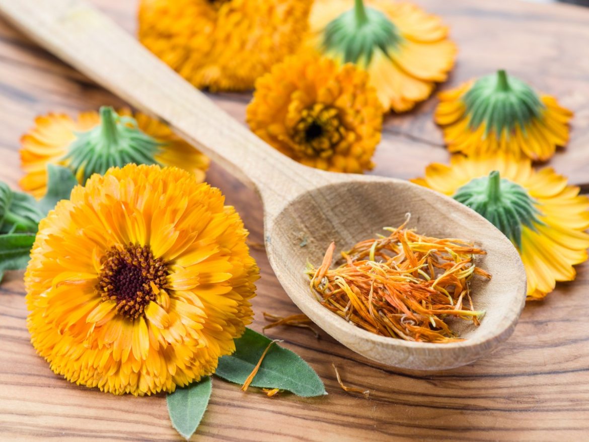 A Maravilhosa Calêndula: Uma Flor com Múltiplos Usos e Benefícios ...