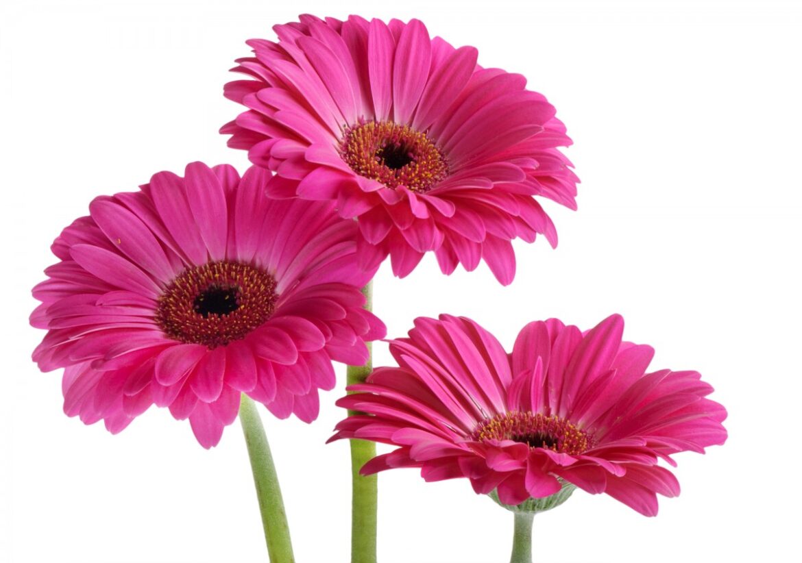 Gerbera - pertencente à família das Asteraceae | Blog das Flores