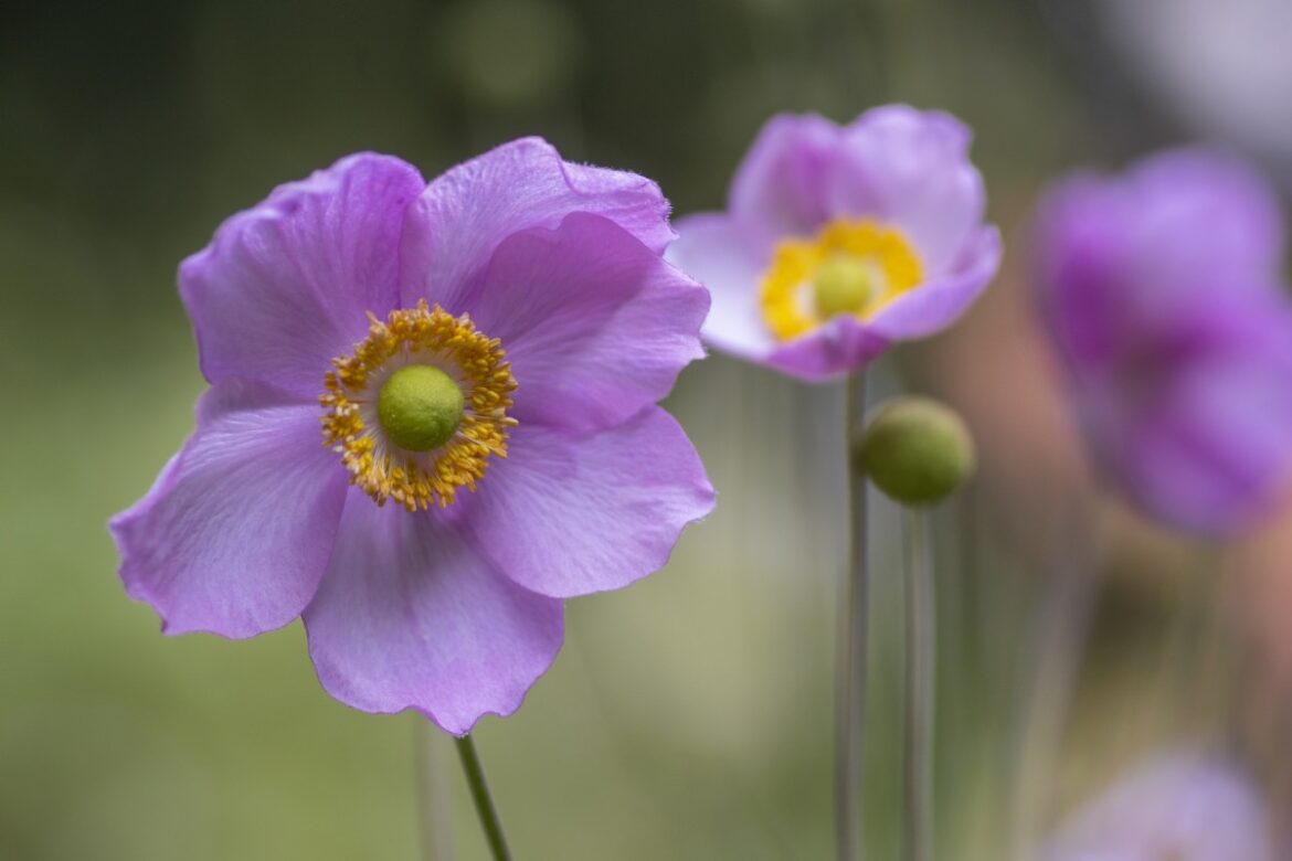 Anémona é normalmente conhecida como flor primaveris