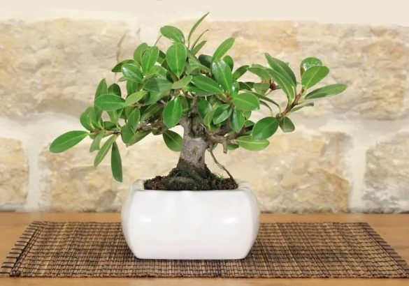 Bonsai Ficus panda | Blog das Flores