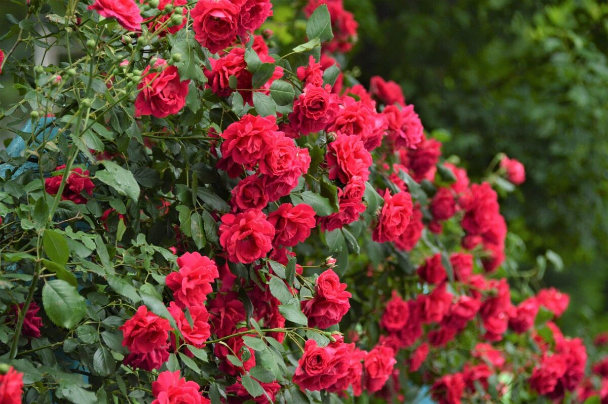 Top 10 Flores Mais Perfumadas do Mundo: Aromas Que Encantam e Inspiram ...