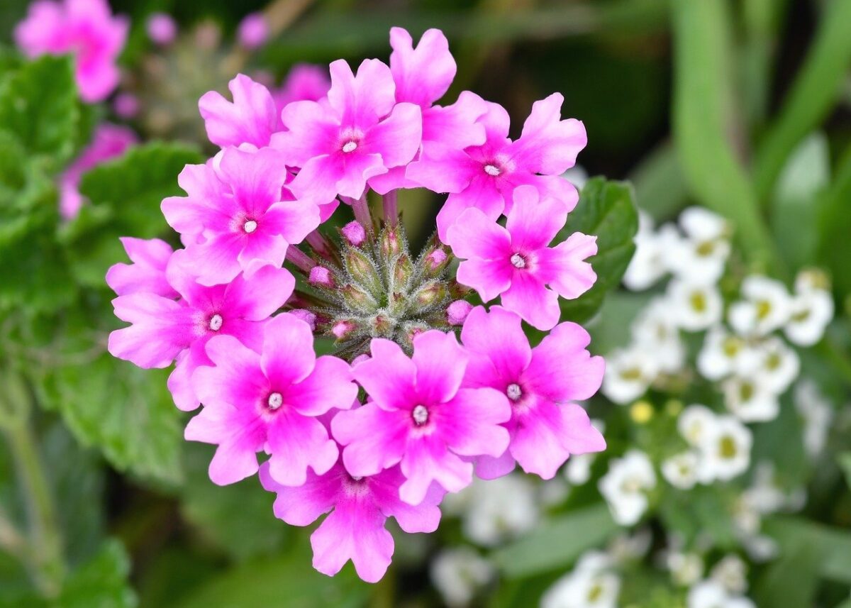 Verbena: Uma Flor Resistente Que Dá Cor e Vida ao Jardim | Blog das Flores